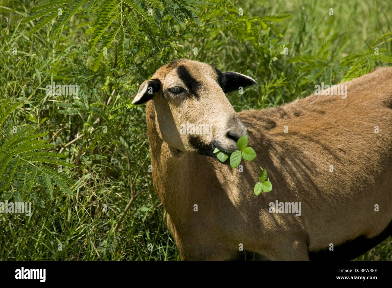A goat running free in Chalky Mount village in Barbados in the ...