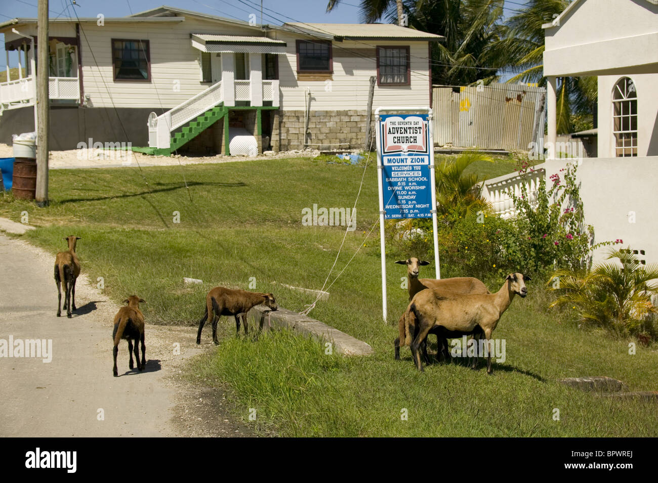 Chalky mount barbados hi-res stock photography and images - Alamy