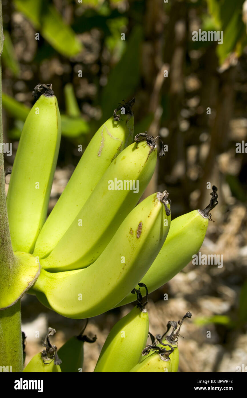 Green bananas growing in the parish of St Joseph in Barbados in the ...