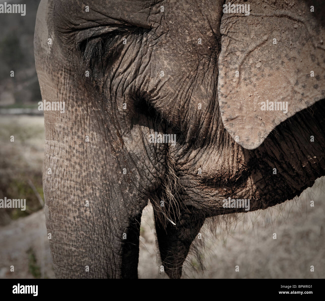 Elephants face hi-res stock photography and images - Alamy