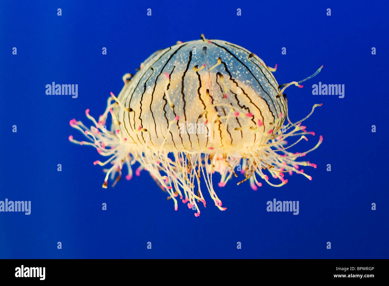 Jellyfish at Vancouver Aquarium Stock Photo - Alamy