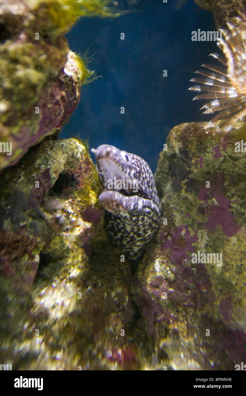 Spotted Moray Eel at Ocean Park aquarium in Barbados in the Caribbean ...