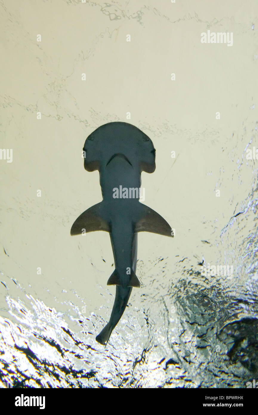 Hammerhead shark swims over tunnel through aquarium at Ocean Park ...