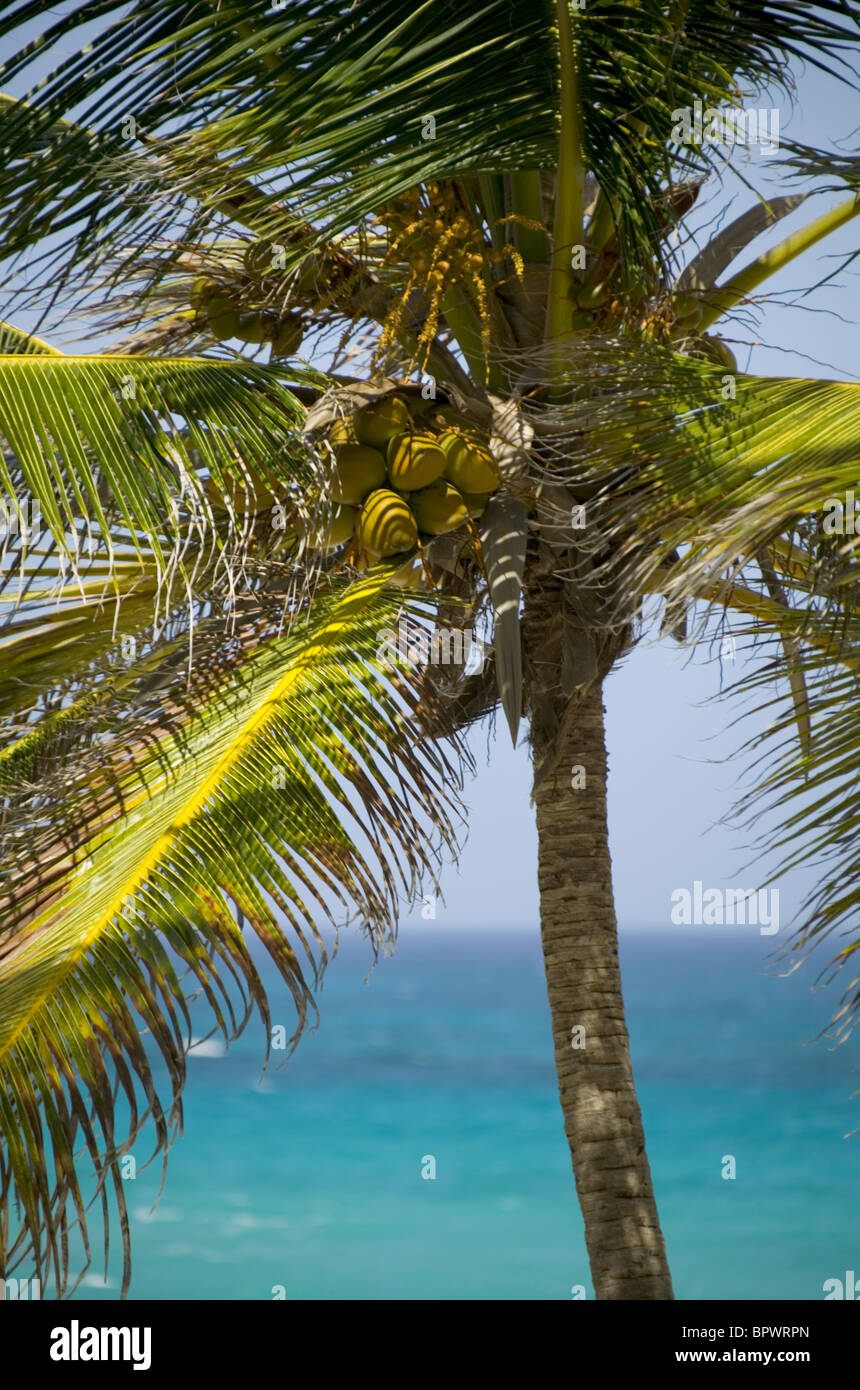 Coconut tree overlooking Atlantic Ocean, Bottom Bay, Barbados in the ...