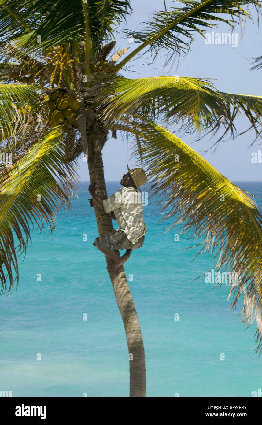 Dr Mongoose climbing a Coconut Palm tree, Bottom Bay Stock Photo - Alamy