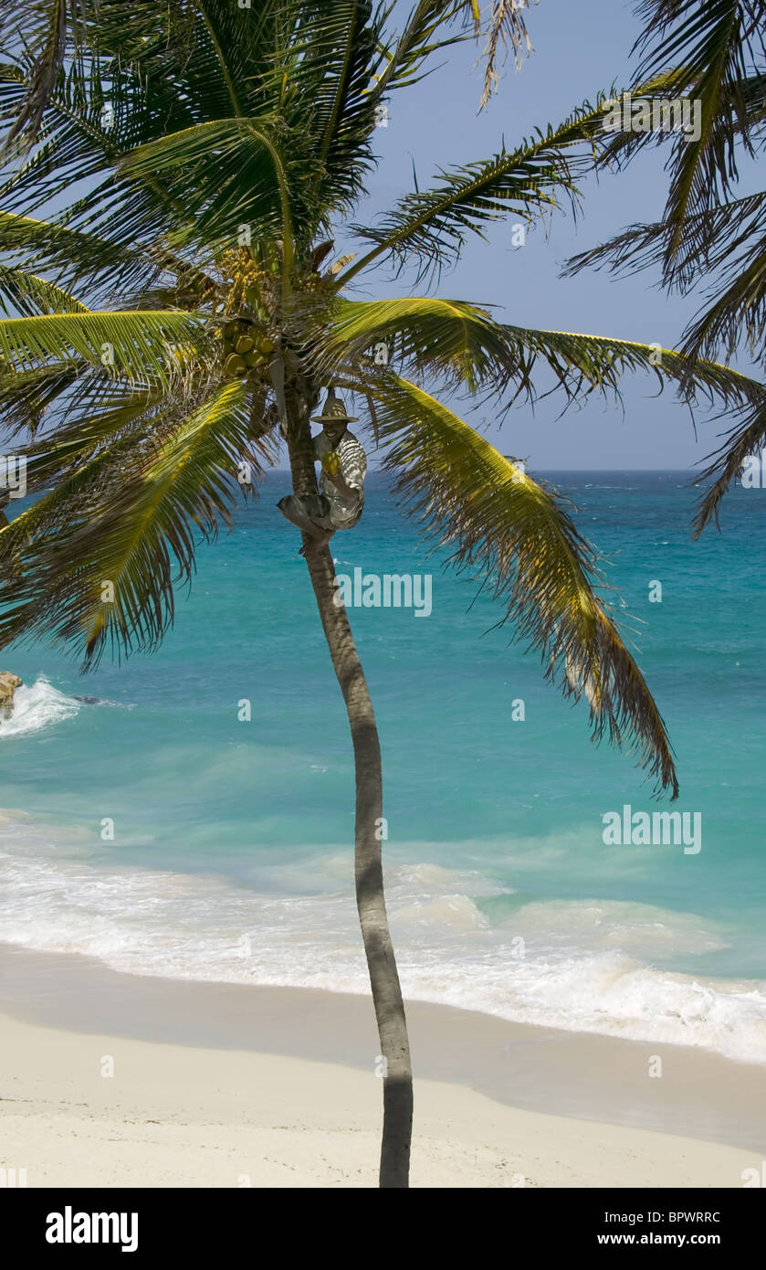 Dr Mongoose climbing a Coconut Palm tree, Bottom Bay Stock Photo - Alamy