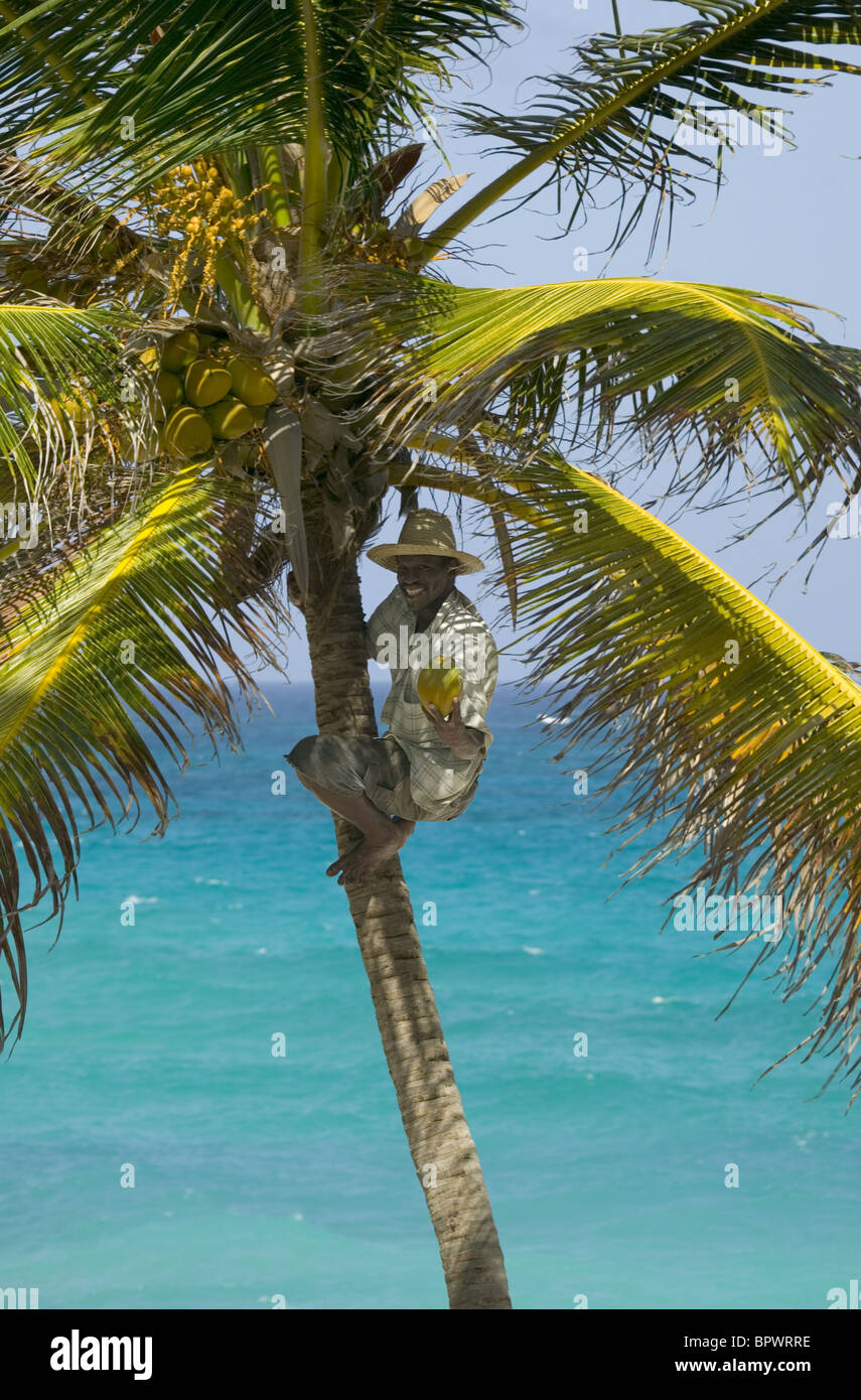 Mongoose caribbean hi-res stock photography and images - Alamy