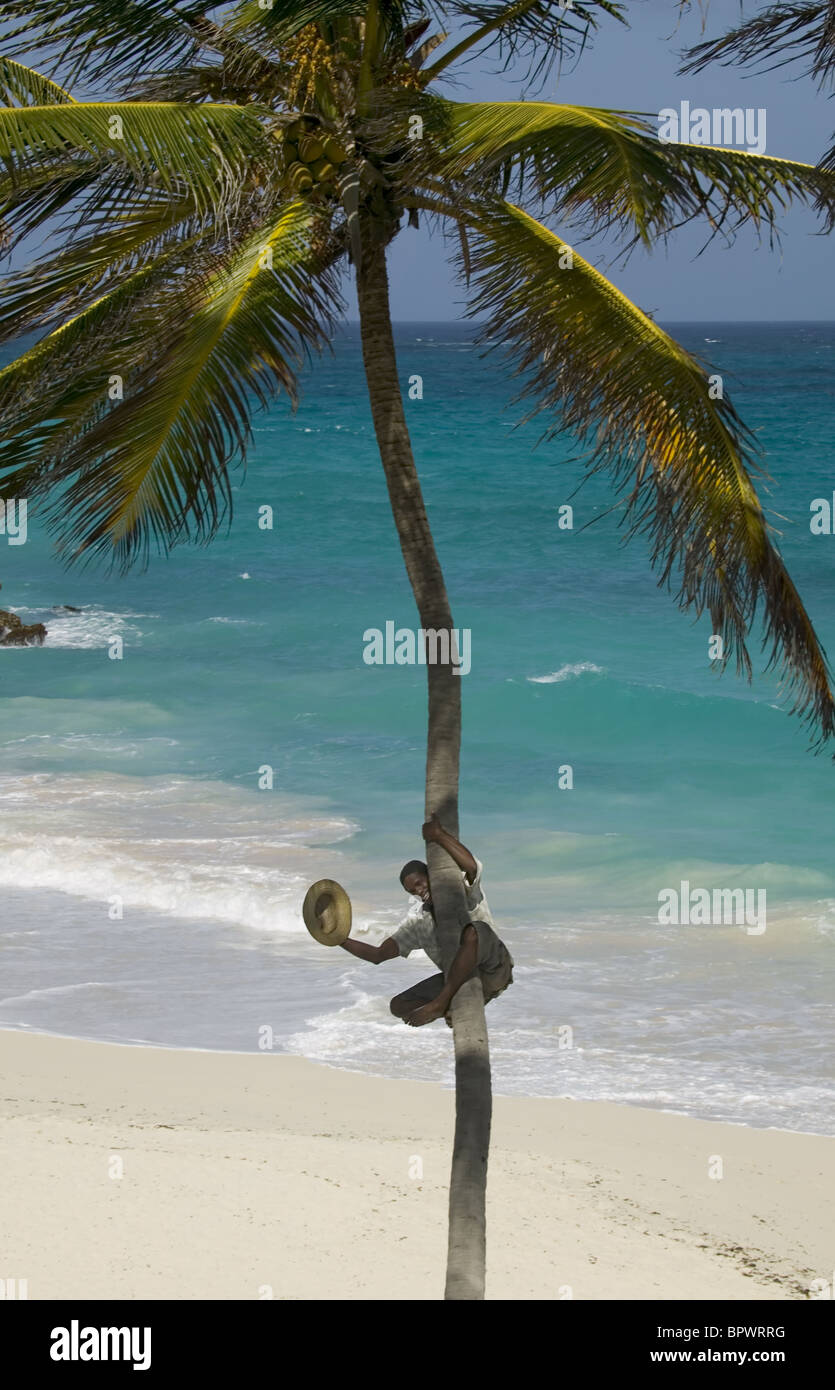 Mongoose caribbean hi-res stock photography and images - Alamy