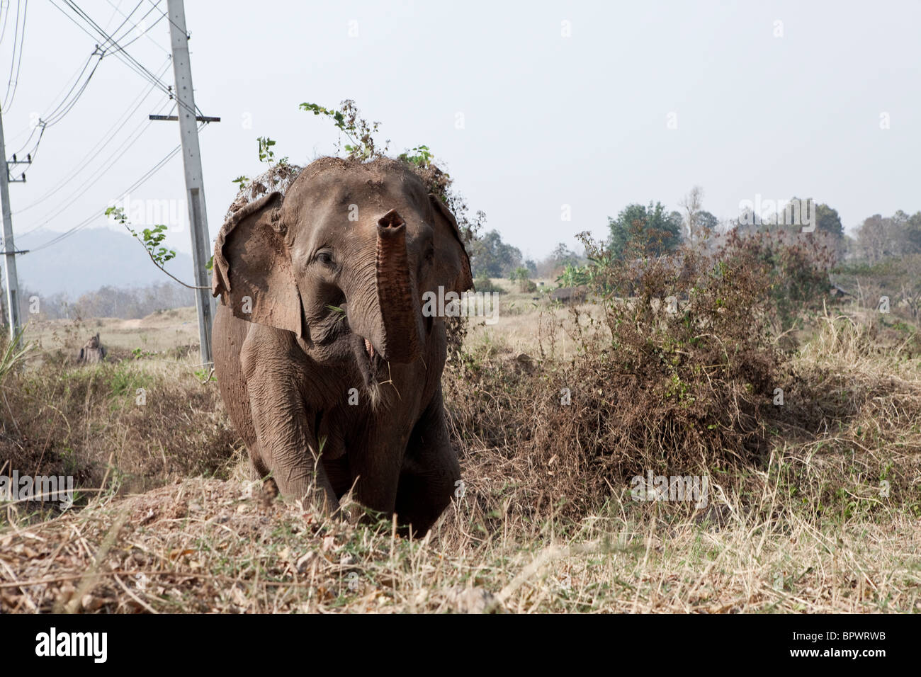 Elephant waves its trunk around whilst climbing out of ditch, northern ...