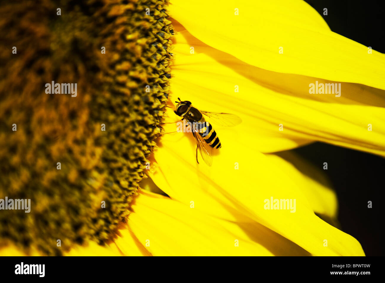 close up insect on sunflower Stock Photo - Alamy