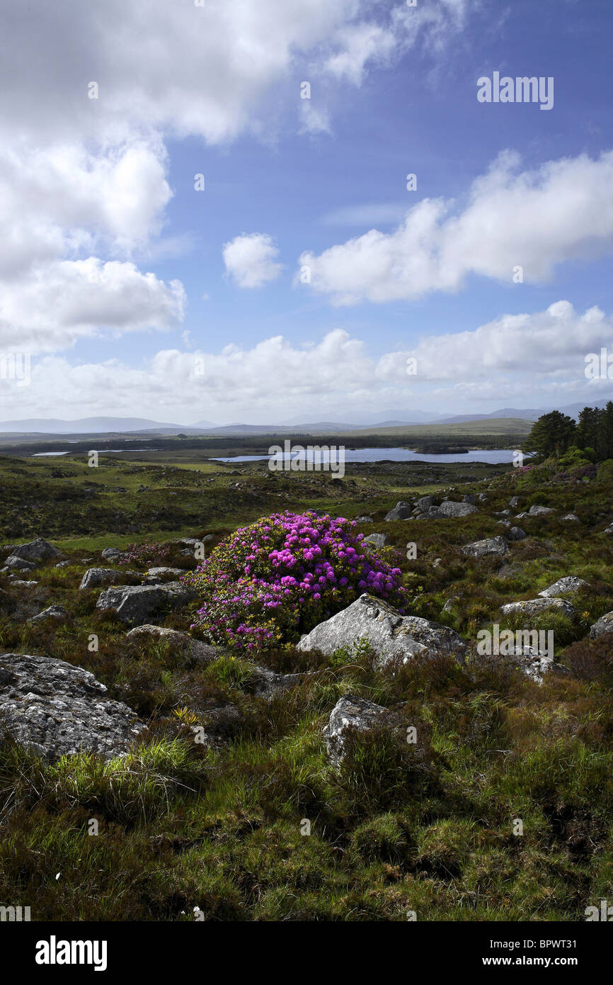 Rhododendron Flowers ( Rhododendron ponticum ) and Landscape, Connemara ...