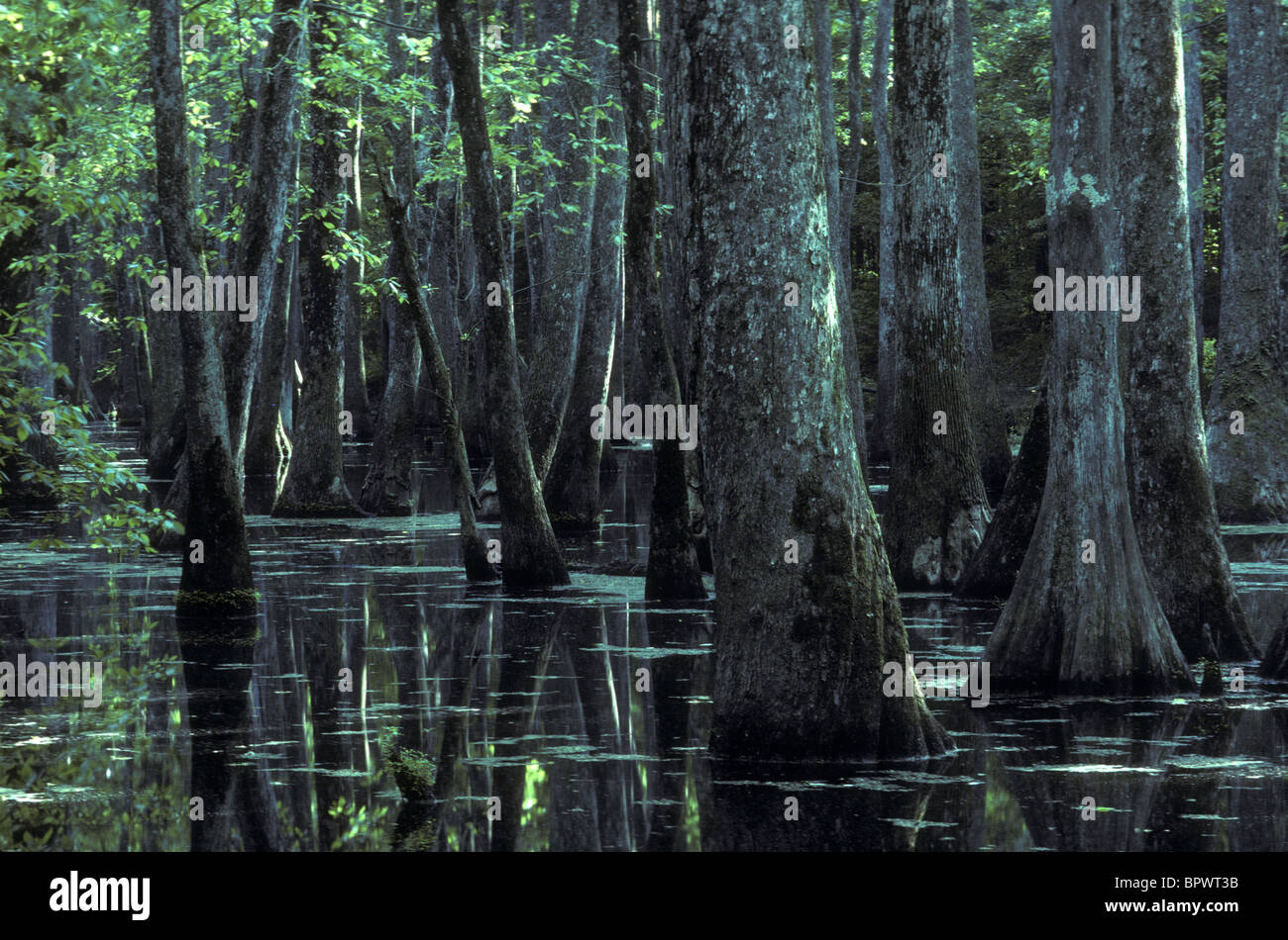Natchez trace hi-res stock photography and images - Alamy