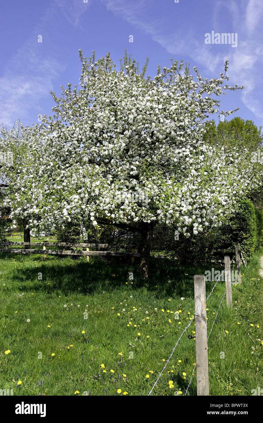 Flowering Apple Tree Stock Photo - Alamy
