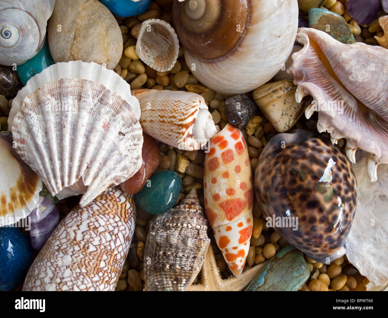 Collection of various South Pacific shells laid out on beach Stock ...