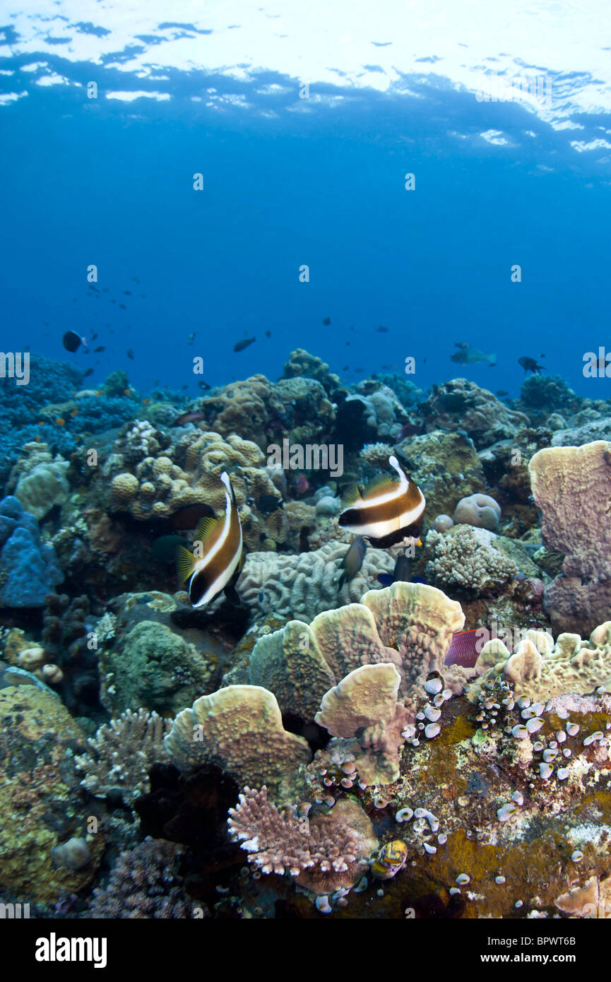 Coral reef off the coast of Bali in Indonesia Stock Photo - Alamy