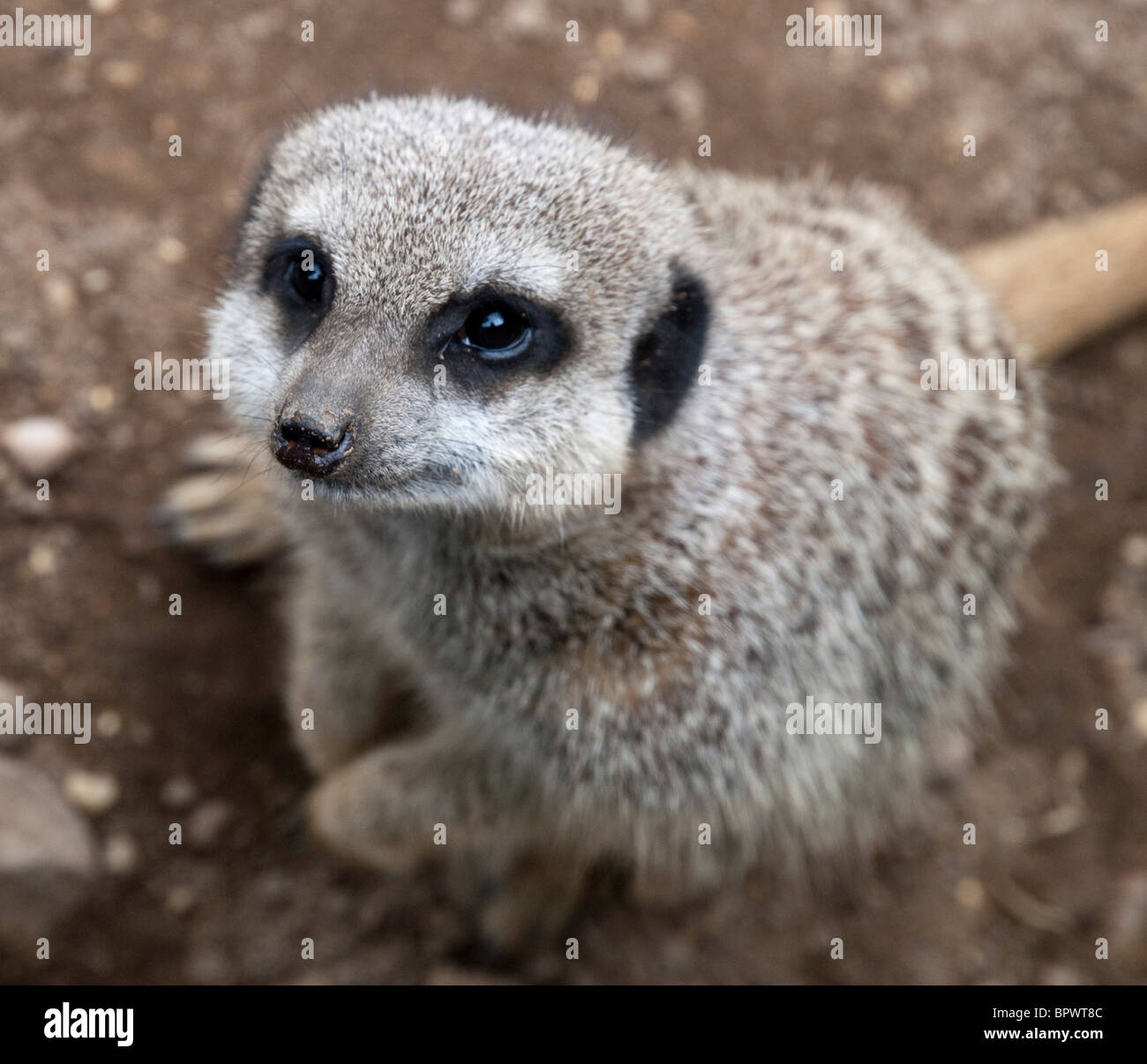 Compare the market meerkat hi-res stock photography and images - Alamy