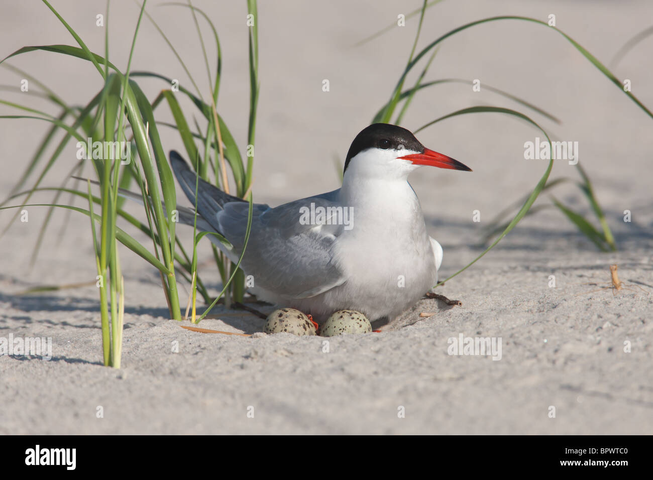 Common tern egg hi-res stock photography and images - Alamy