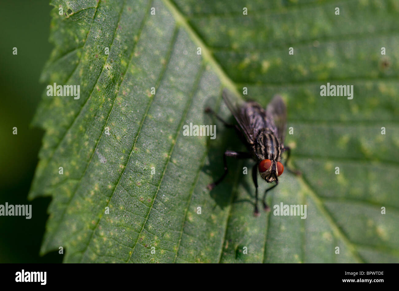 Blow fly resting on green leaf in garden, Central Park Stock Photo - Alamy