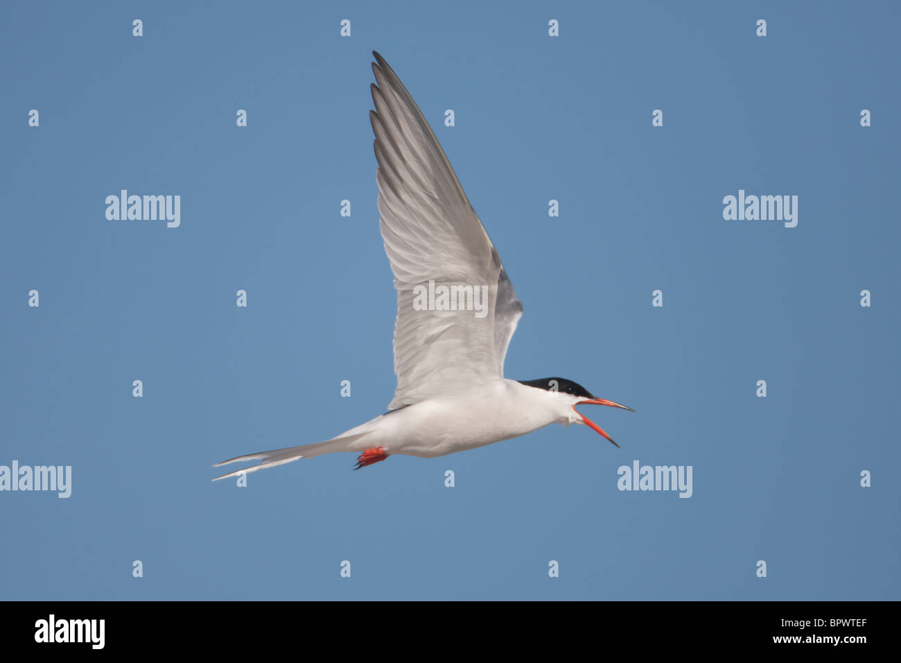 Common tern nest hi-res stock photography and images - Alamy