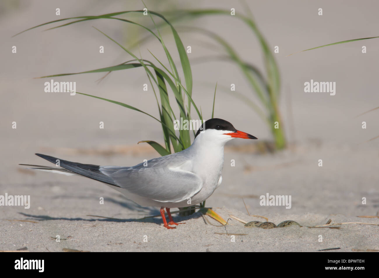 Common tern hi-res stock photography and images - Alamy