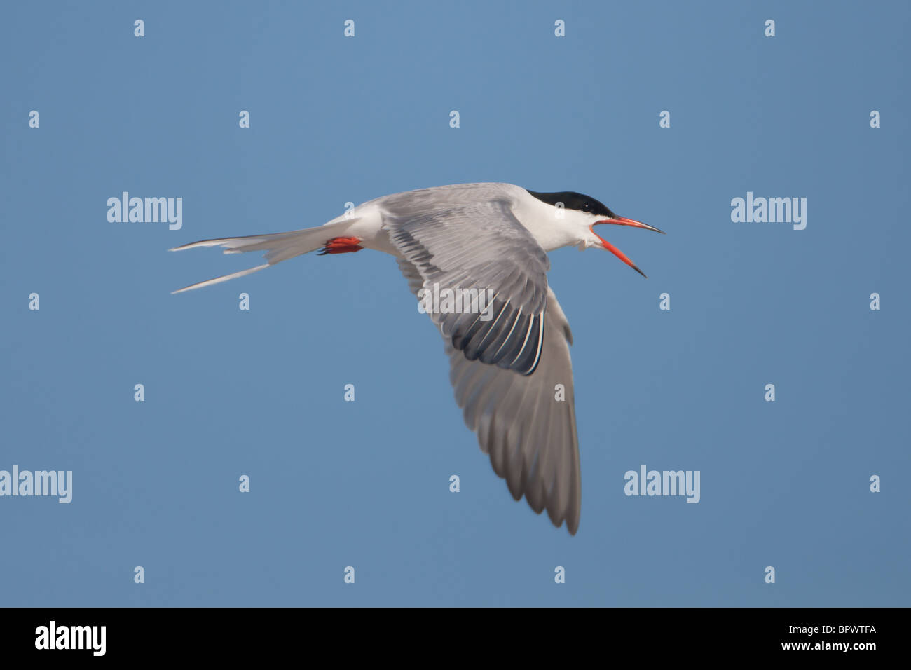 Common Tern (Sterna hirundo) flying back to its nest Stock Photo - Alamy