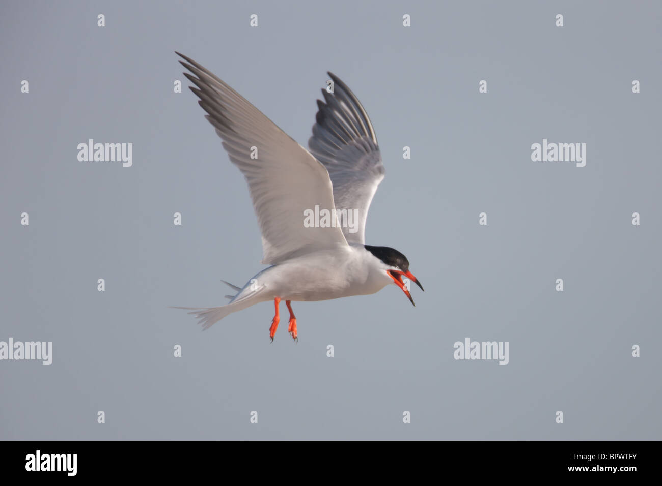 Common Tern (Sterna hirundo) flying back to its nest Stock Photo - Alamy