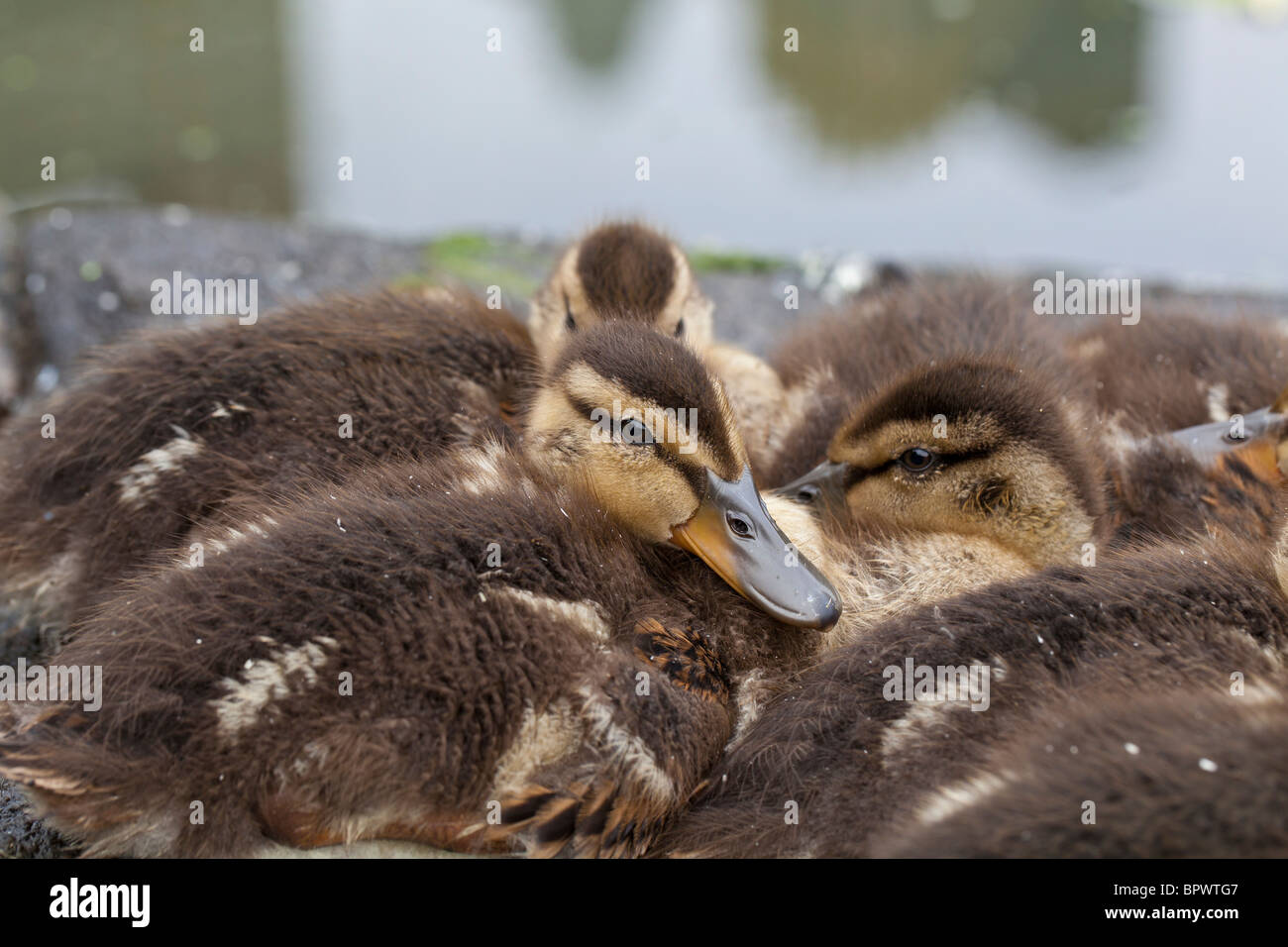 Baby mallard duck hi-res stock photography and images - Alamy