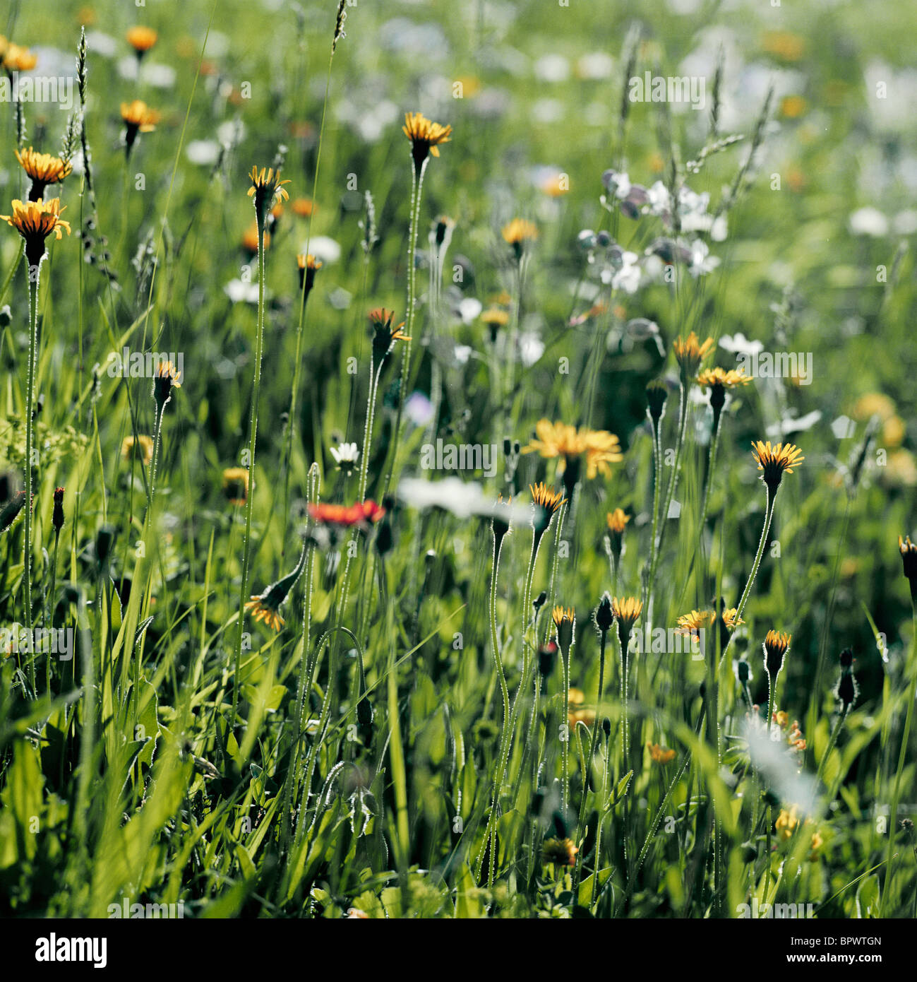 Summer flowers in meadow Stock Photo - Alamy