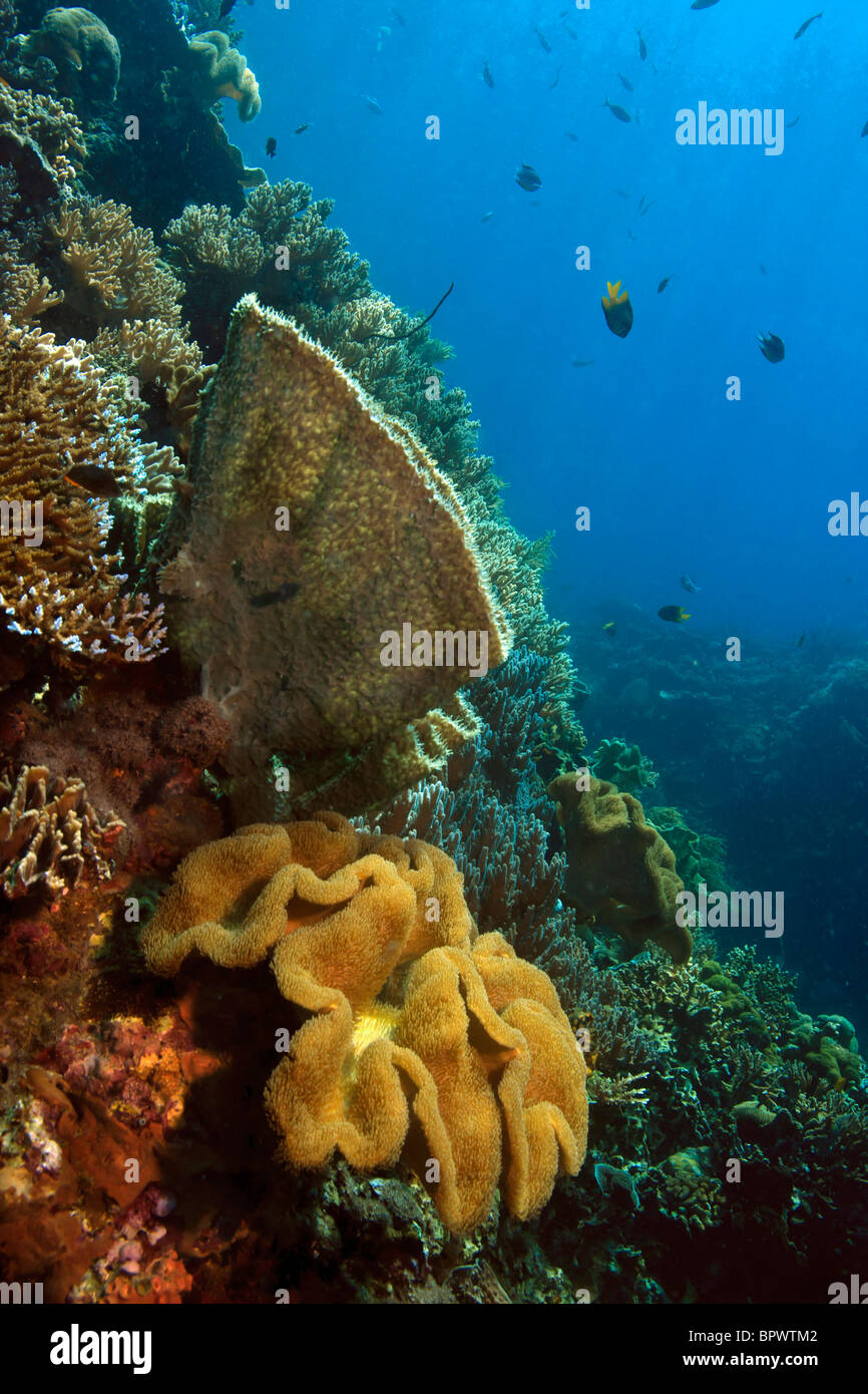 Coral reef in the Lembeh Straits of Indonesia Stock Photo - Alamy