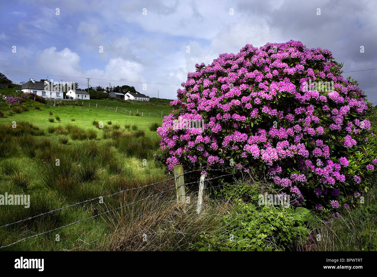 Housing Settlement Common Rhododendron Flowers ( Rhododendron ponticum ...