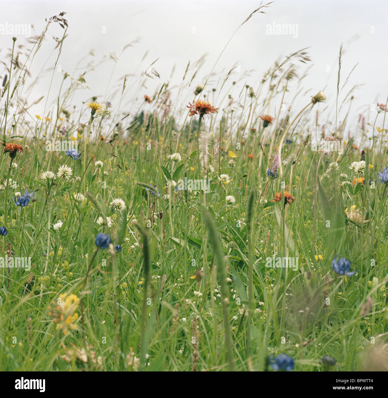 Spring flowers in meadow Stock Photo - Alamy