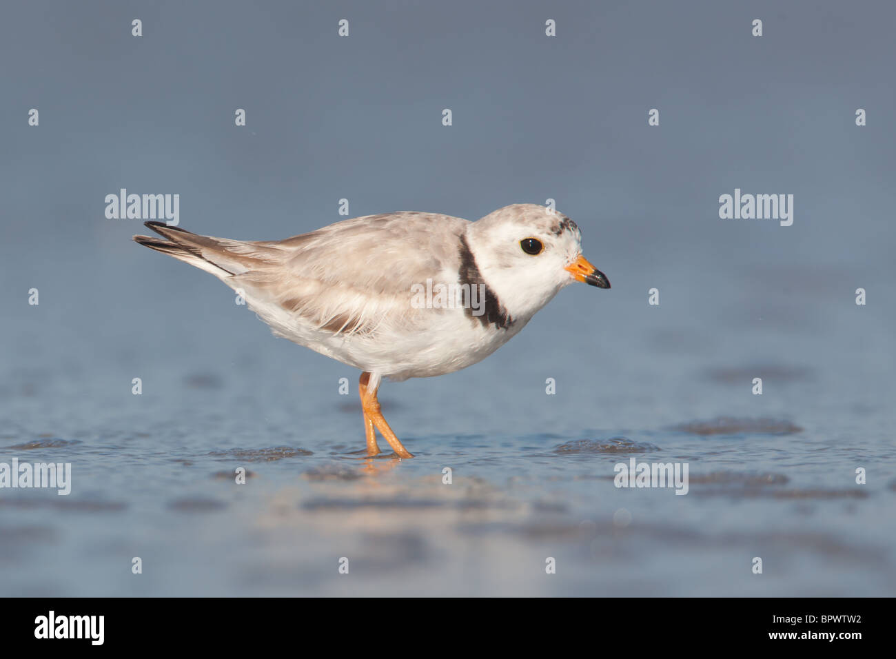 Piping Plover (Charadrius melodus Stock Photo - Alamy