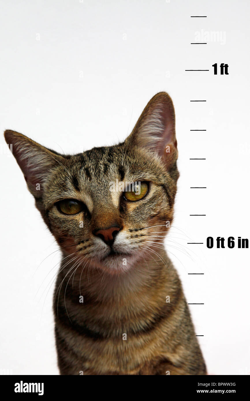 Height measurements hi-res stock photography and images - Alamy