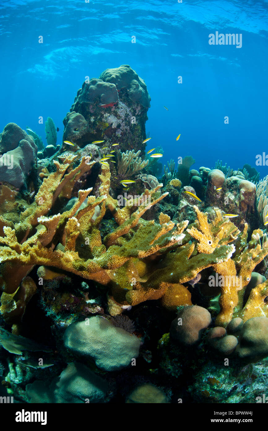 Underwater coral reef off the coast of Roatan Honduras Jackson hole ...