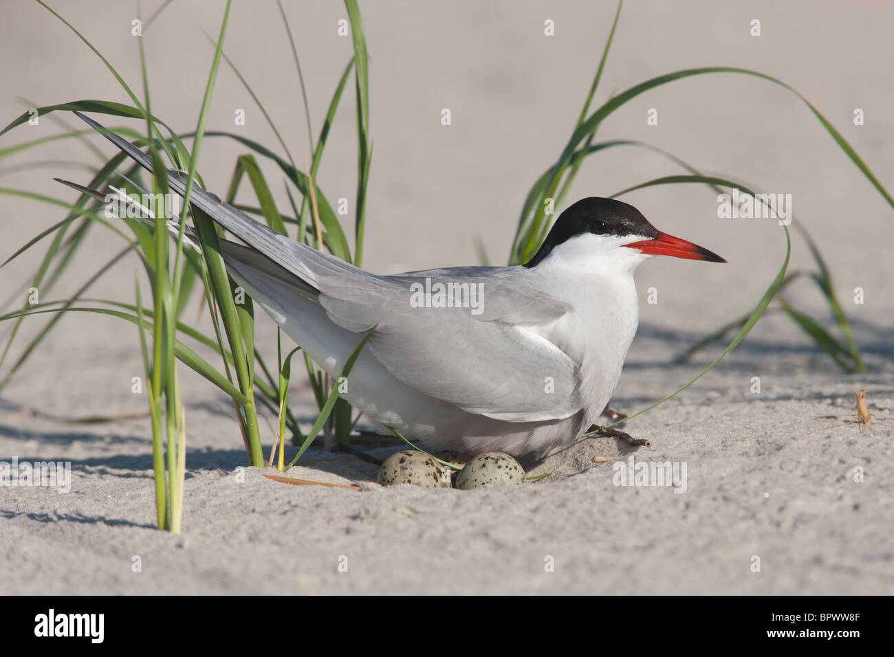 Common tern egg hi-res stock photography and images - Alamy