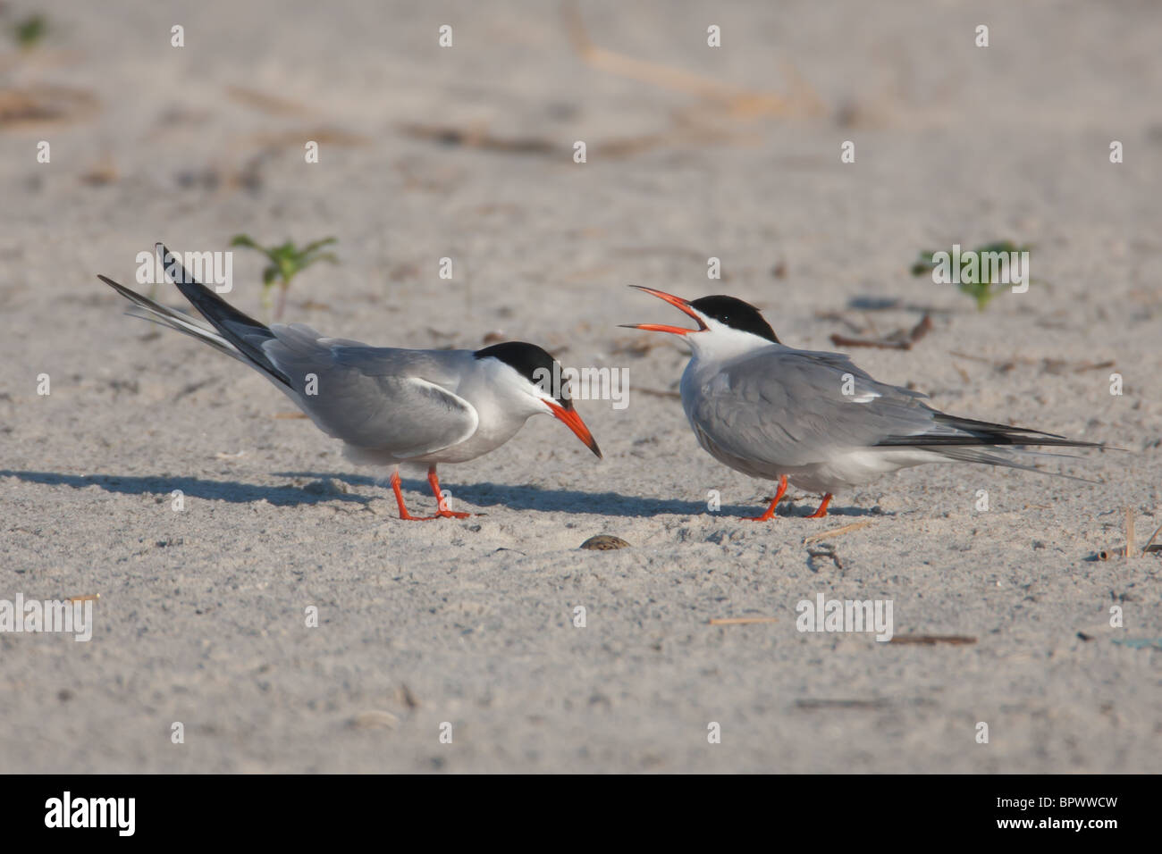 Common tern hi-res stock photography and images - Alamy