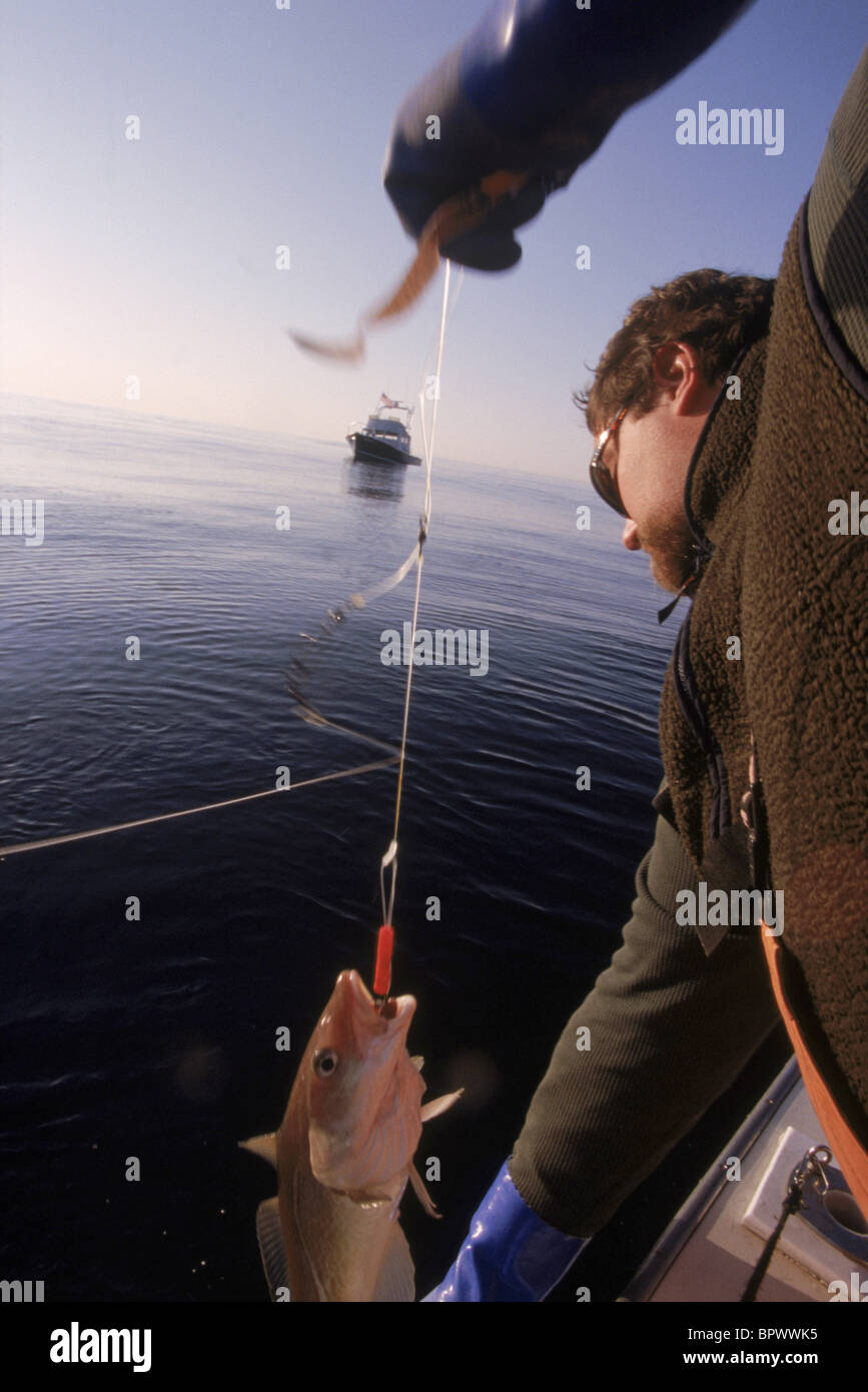 Sustainable long line fishing off the coast of Chatham, Massachusetts ...