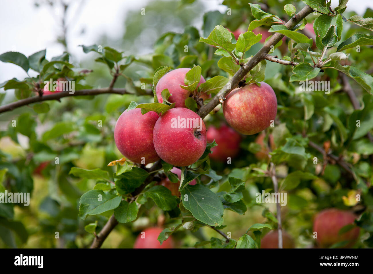 Apples ripening in orchard Stock Photo - Alamy