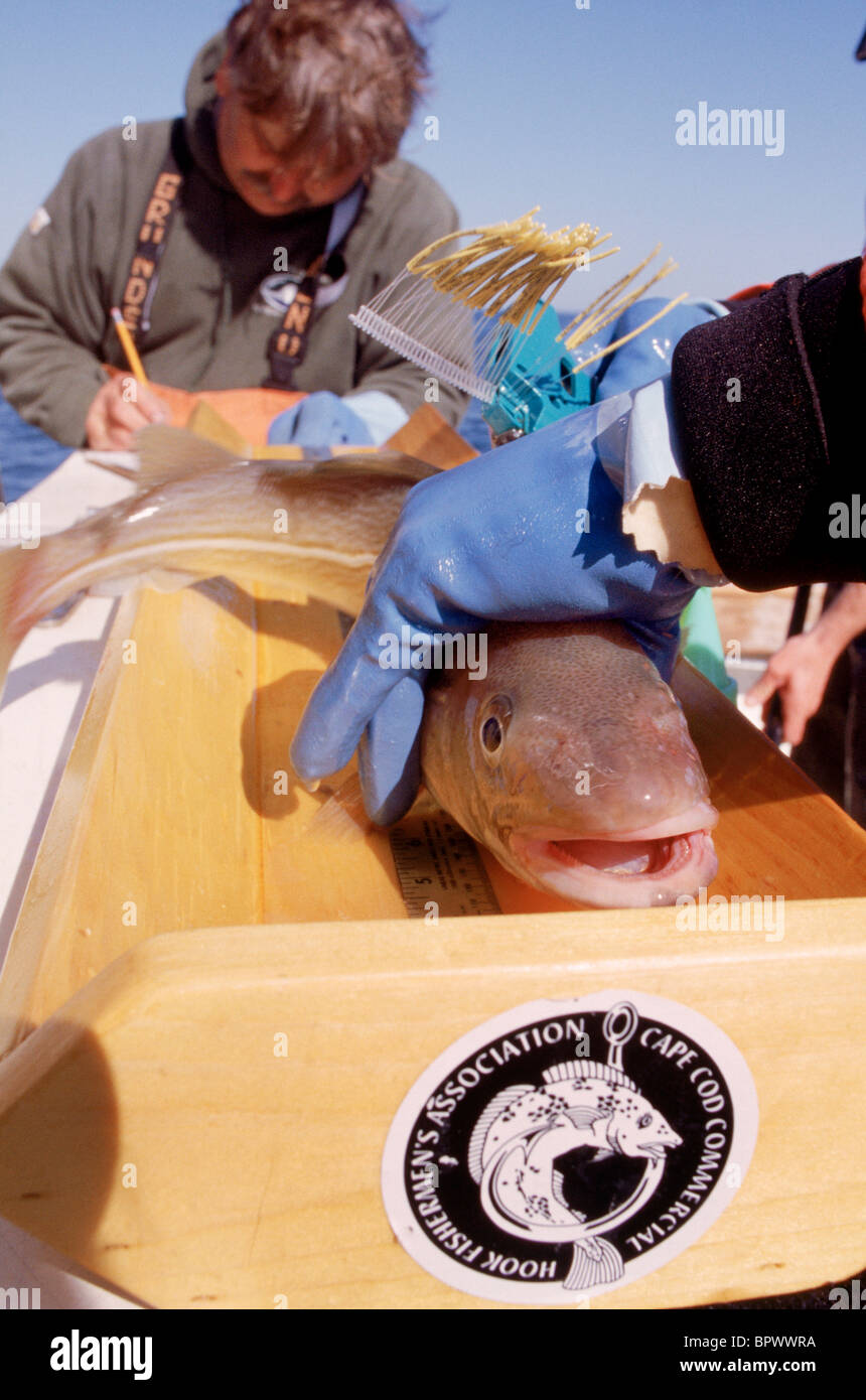 Fishing off Chatham, Massachusetts Stock Photo - Alamy