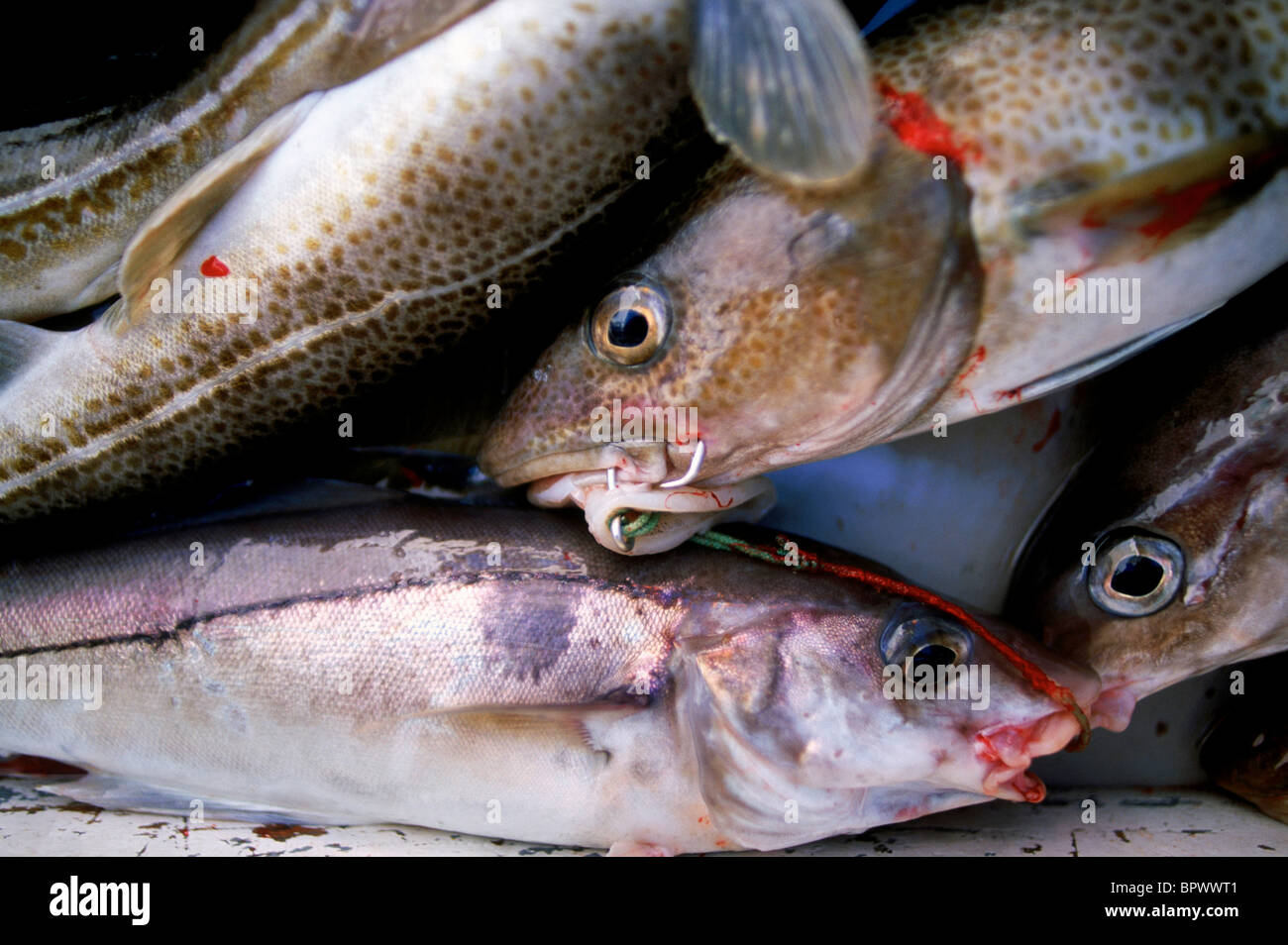 Fishing off Chatham, Massachusetts Stock Photo - Alamy