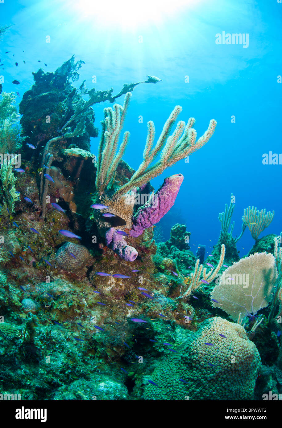 Coral Reef Off Coast Honduras High Resolution Stock Photography and ...