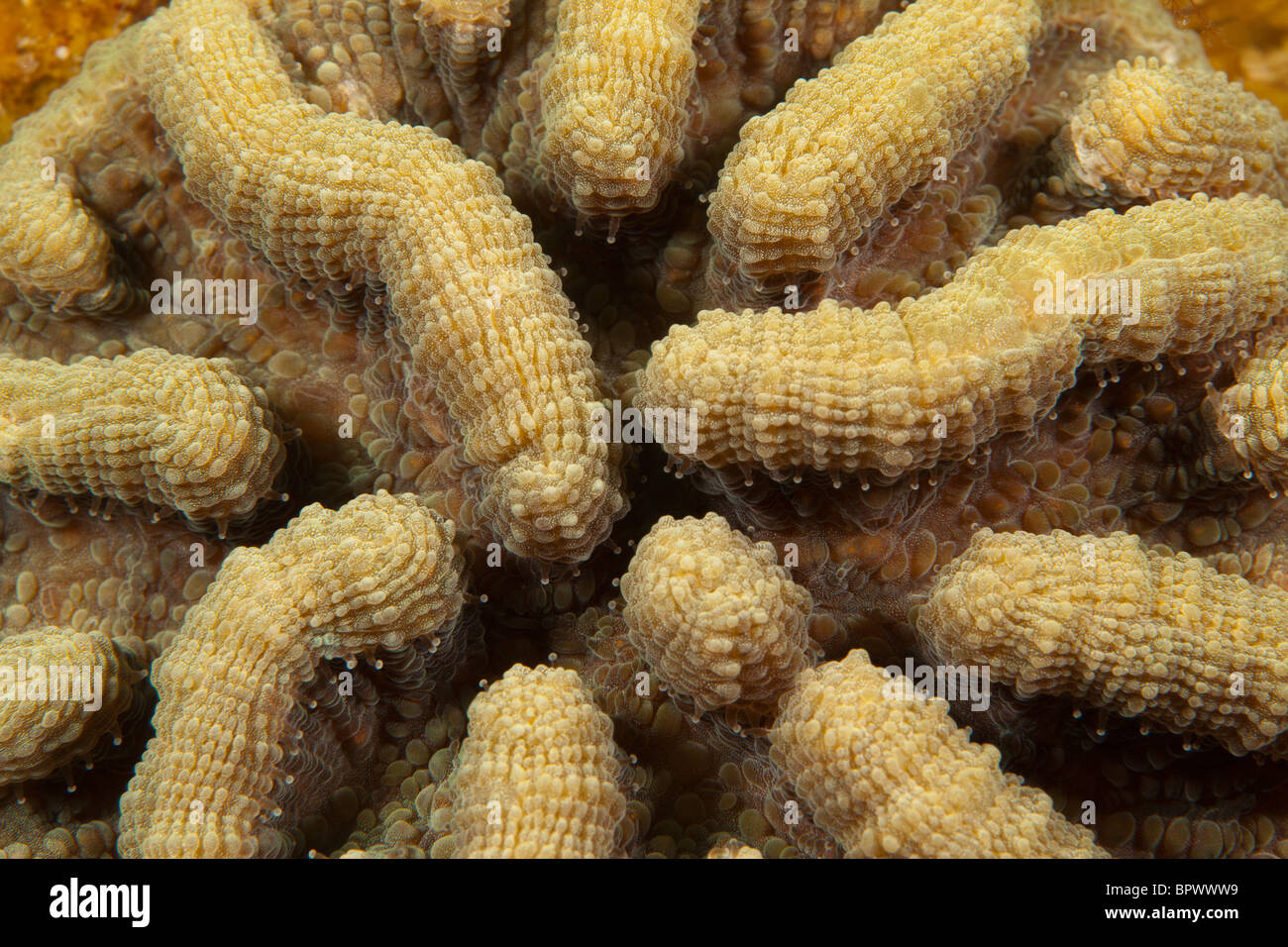 Close up photo of Brain coral on coral reef Stock Photo - Alamy