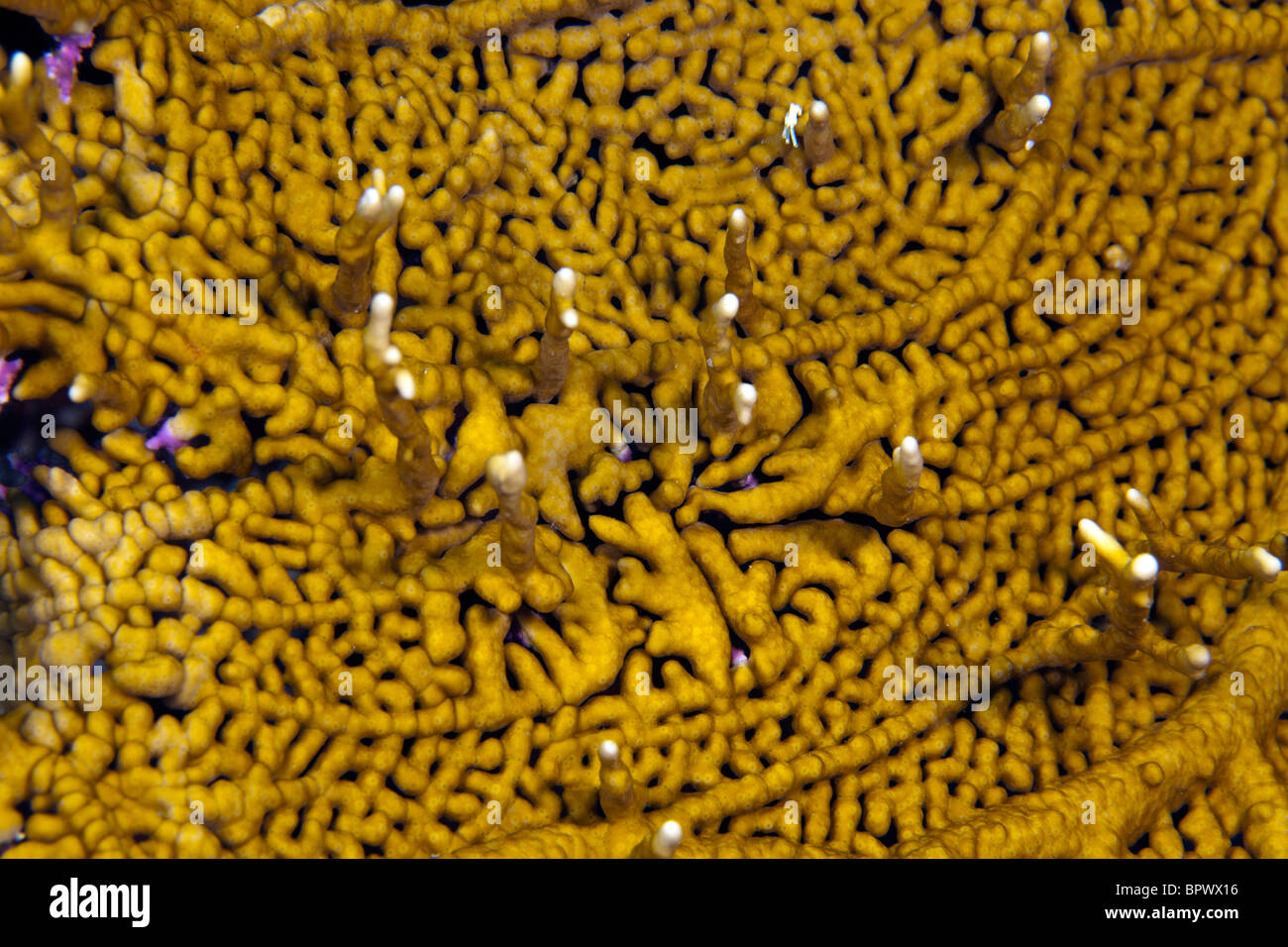 Close up of Branching fire coral on reef Stock Photo - Alamy