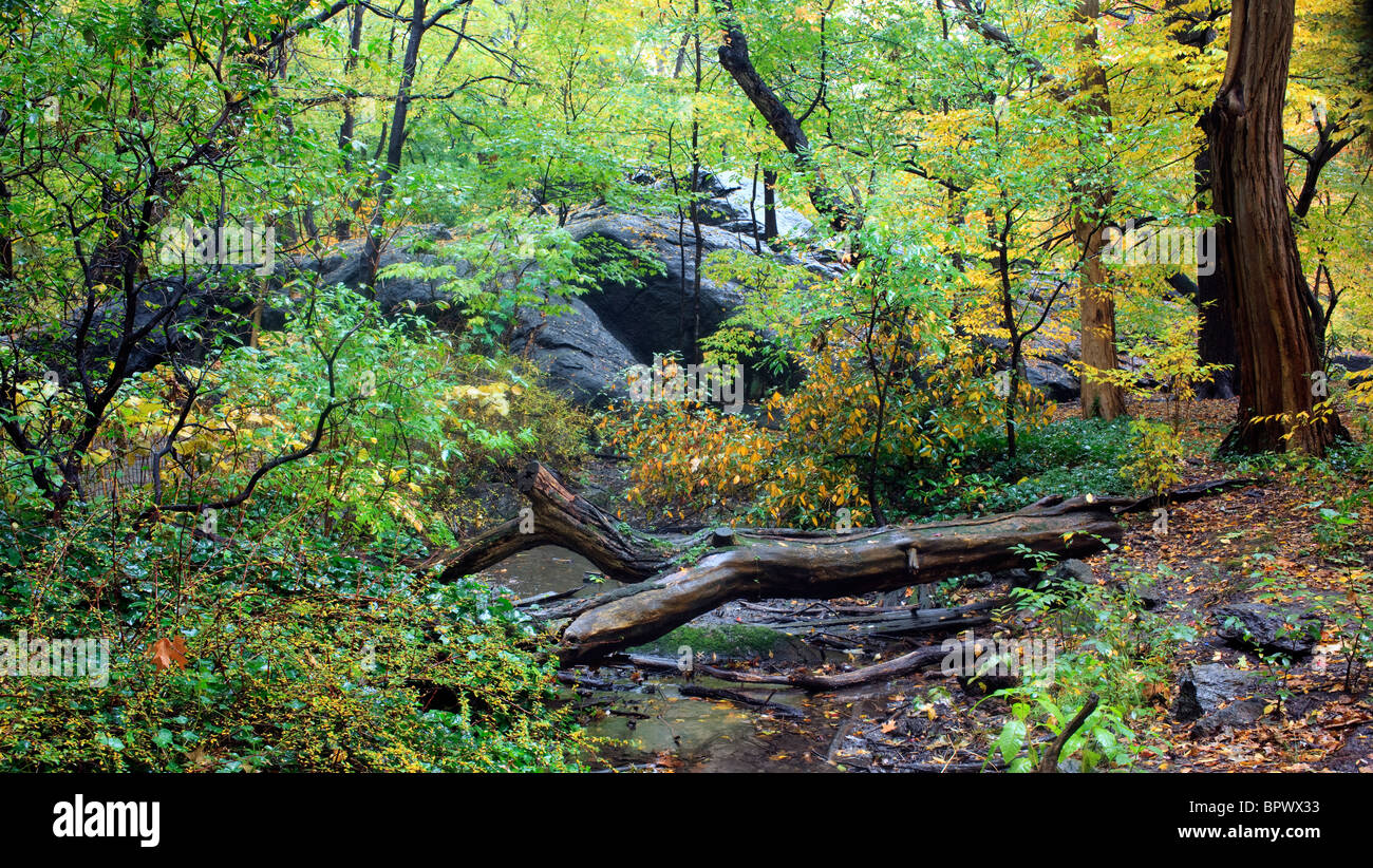 Central Park - New York City after rain storm in the rambles Stock ...