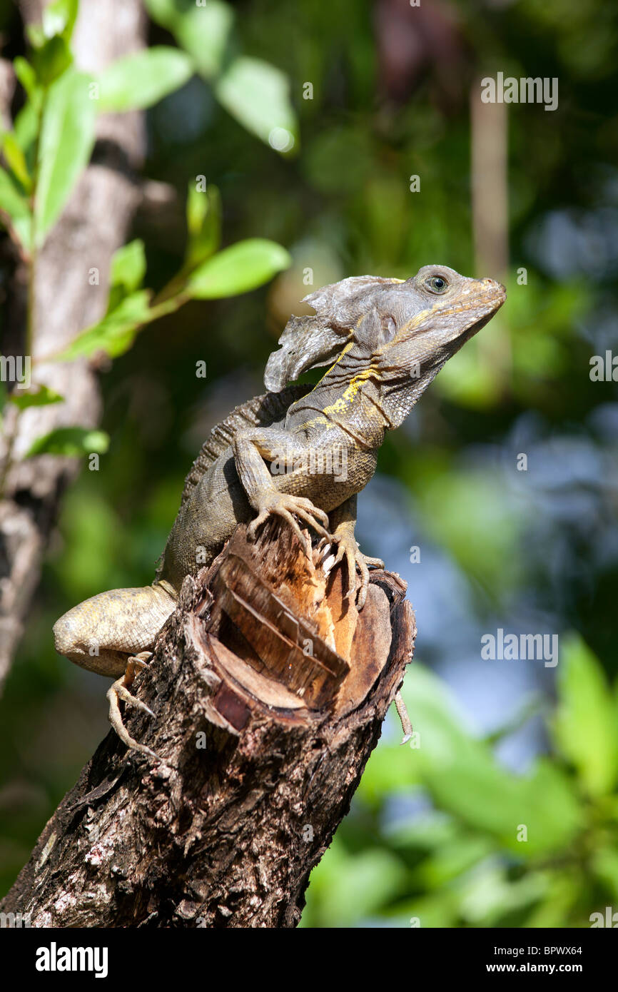 monkey lala (basilisk Stock Photo - Alamy