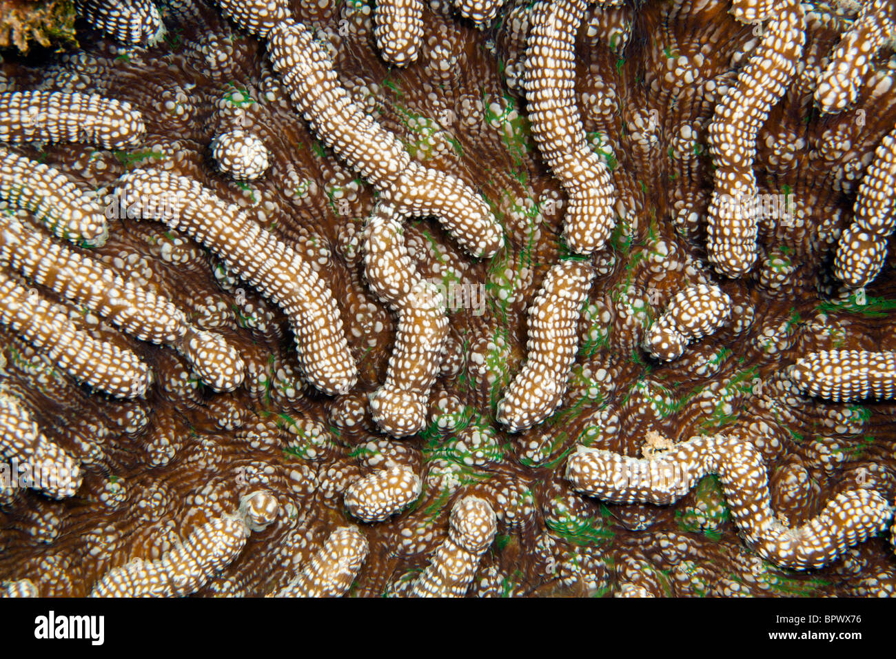 Brain coral close up hi-res stock photography and images - Alamy