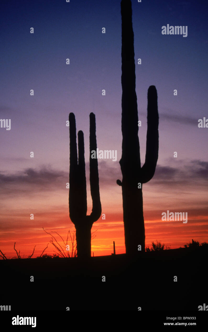 cactus, saguaro, sunset, desert, southwest, arizona, phoenix Stock ...