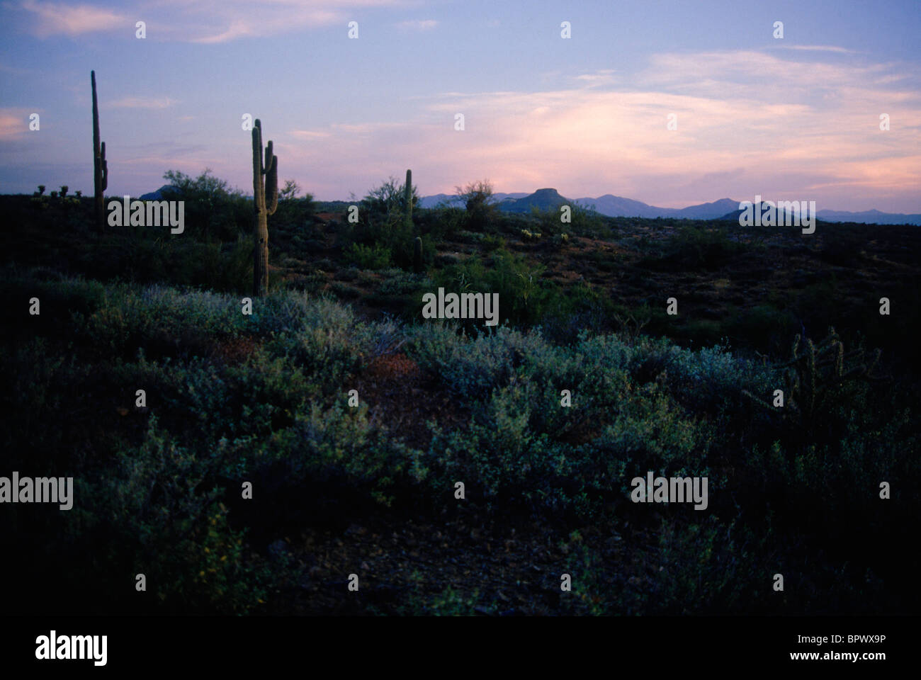 Tombstone arizona usa southwest desert landscape cactus hi-res stock photography and images - Alamy