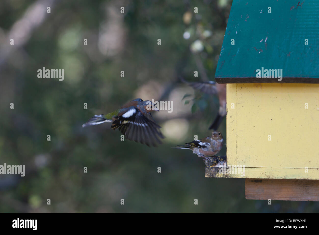 Chaffinches in flight approaching and landing on feed boxes Stock Photo ...