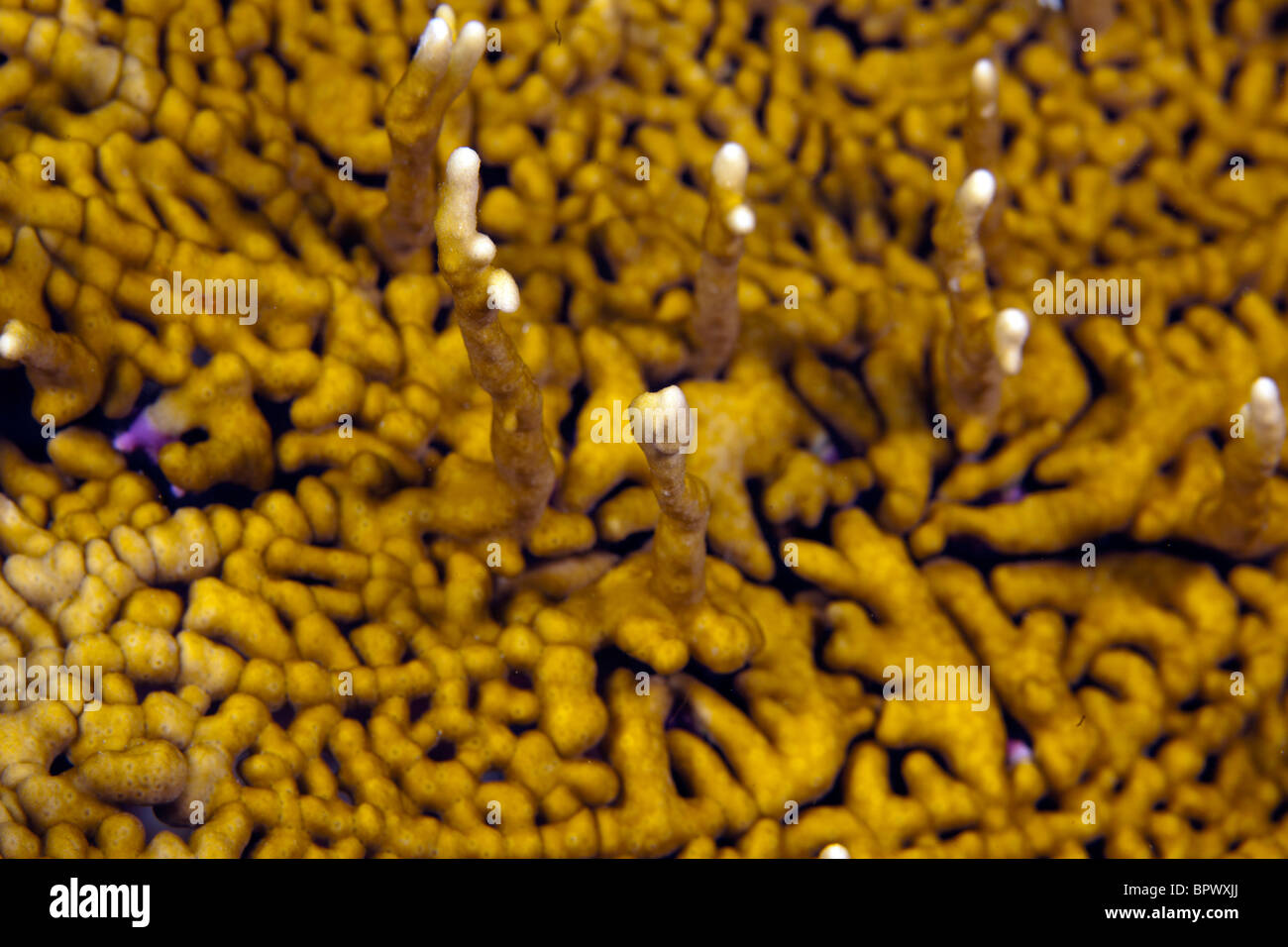 Fire coral hi-res stock photography and images - Alamy